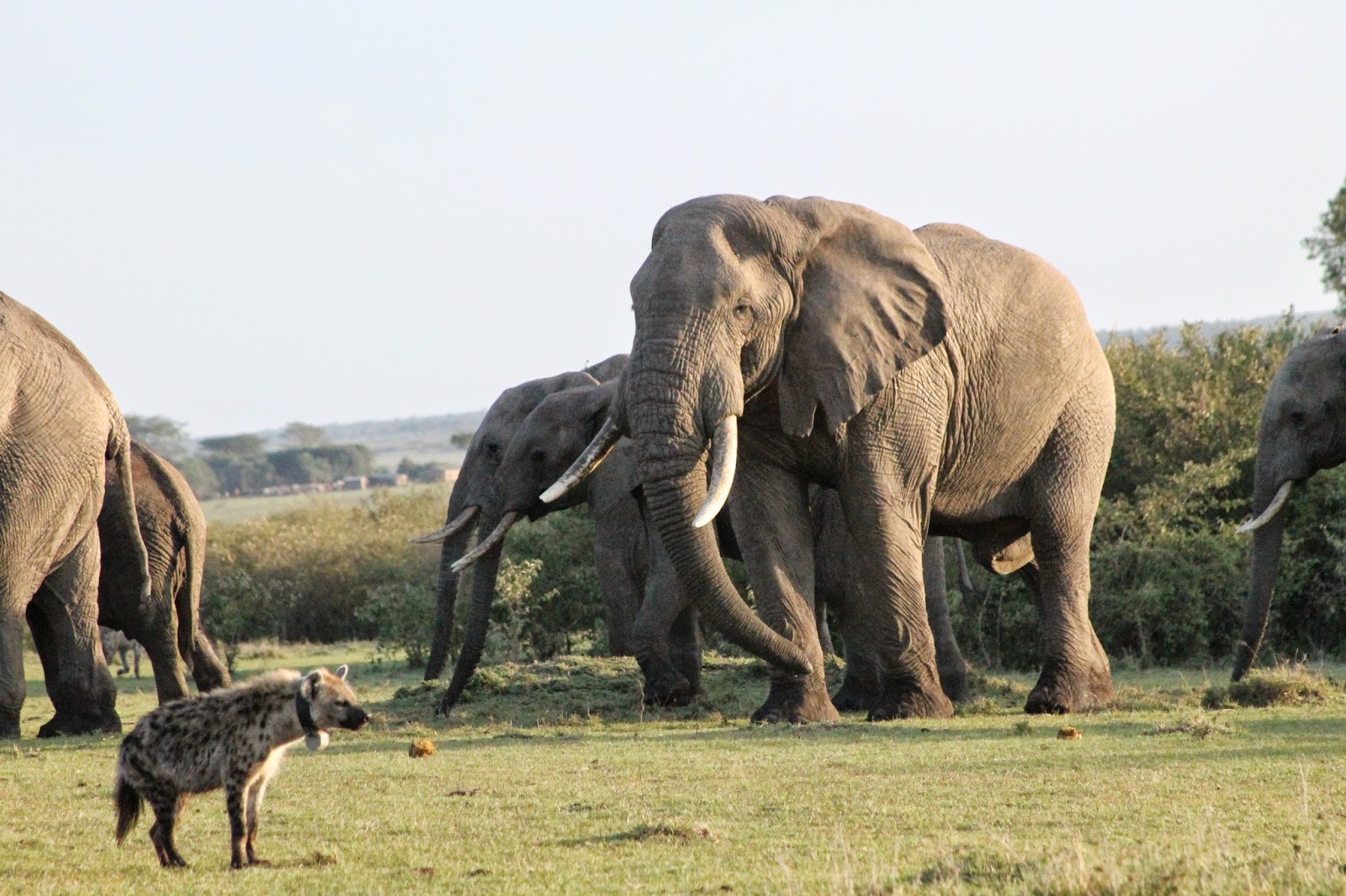 Notes From Kenya: MSU Hyena Research: Elephants, Hyenas, and Humans, oh my!
