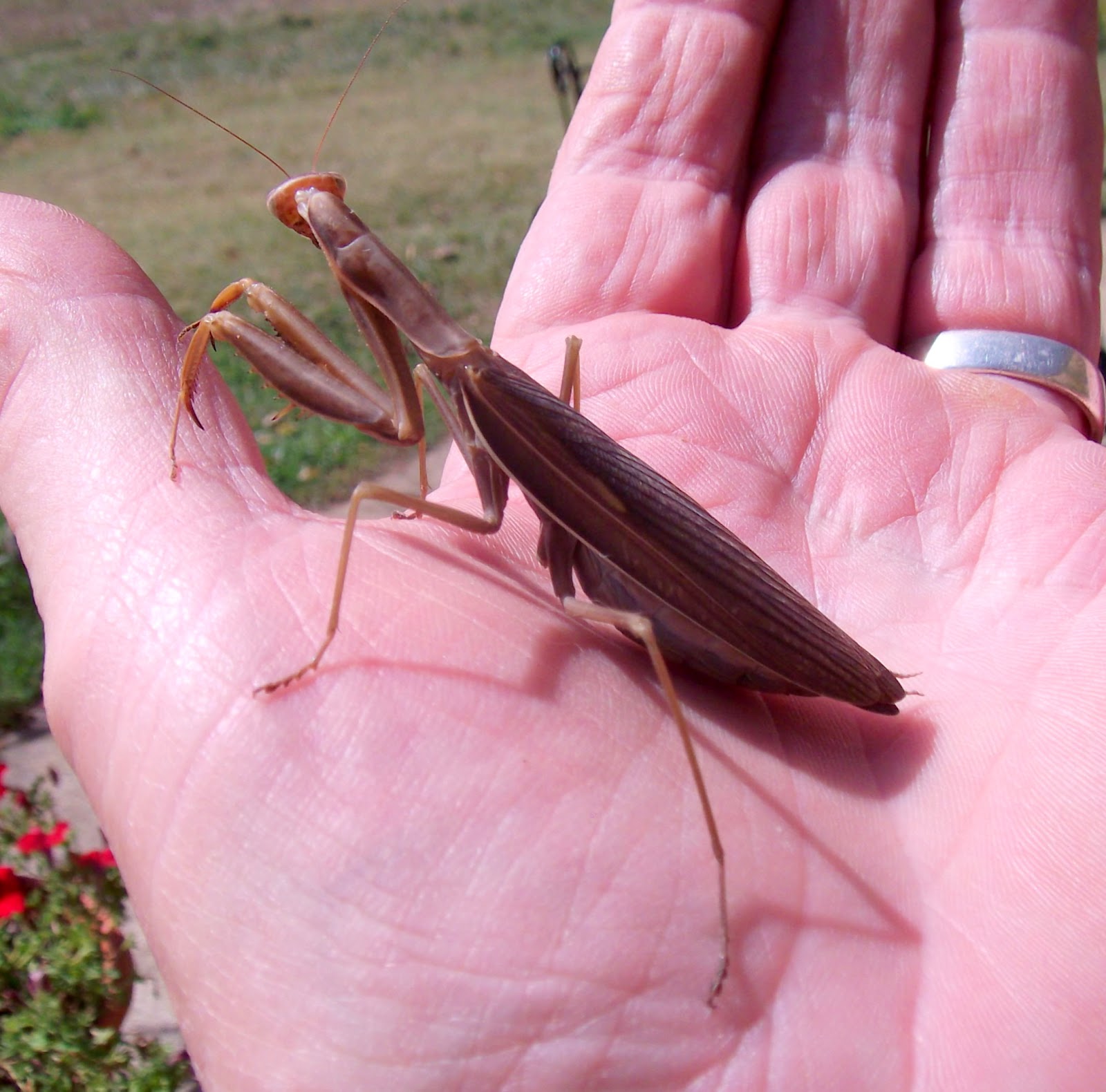 Magnon's Meanderings: Praying Mantis Season.
