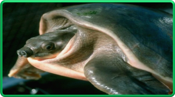 ILMU KIETA: Unik - Penyu Hidung Babi