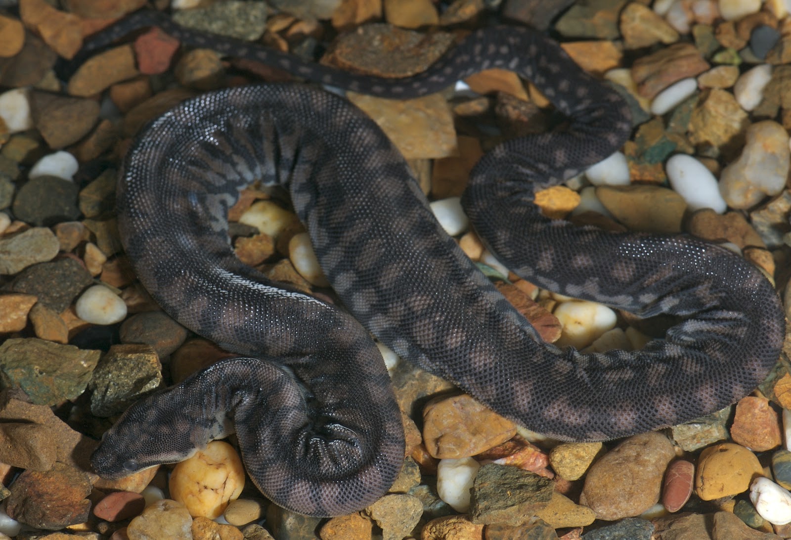Arafura File Snake | Snakes