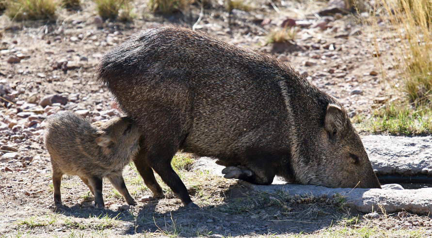 Faranuf From The Madding Crowd: Adventures Living In The Chiricahua ...