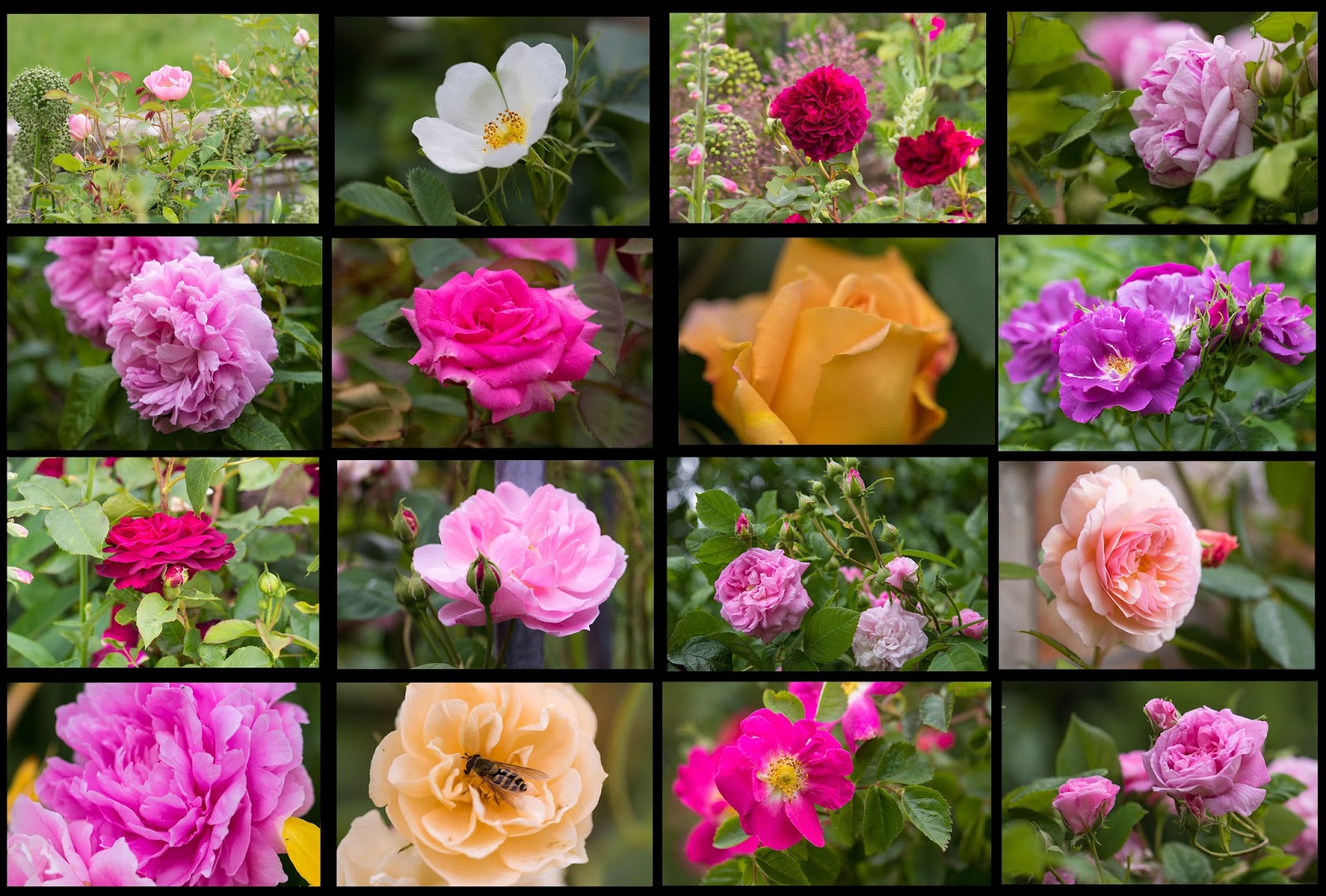 Escapes and Photography: An array of flowers and sweet smelling Roses ...