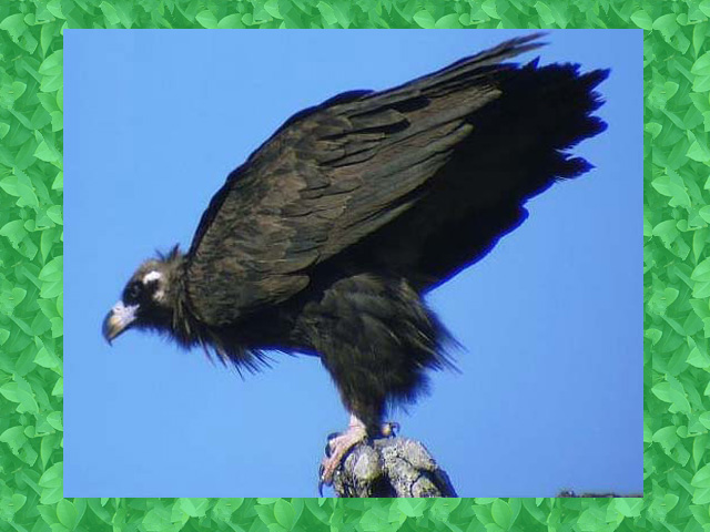 Spreebird wildlife: KHIRTHAR NATIONAL PARK (PAKISTAN-SINDH)