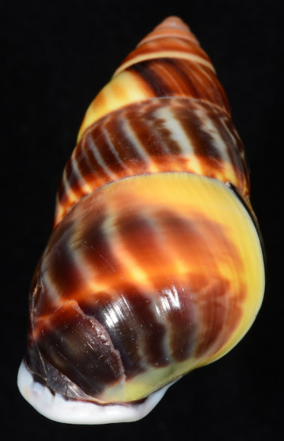 Dr. Lee's Gallery Museum: Amphidromus perversus butoti melannoma 45.19mm