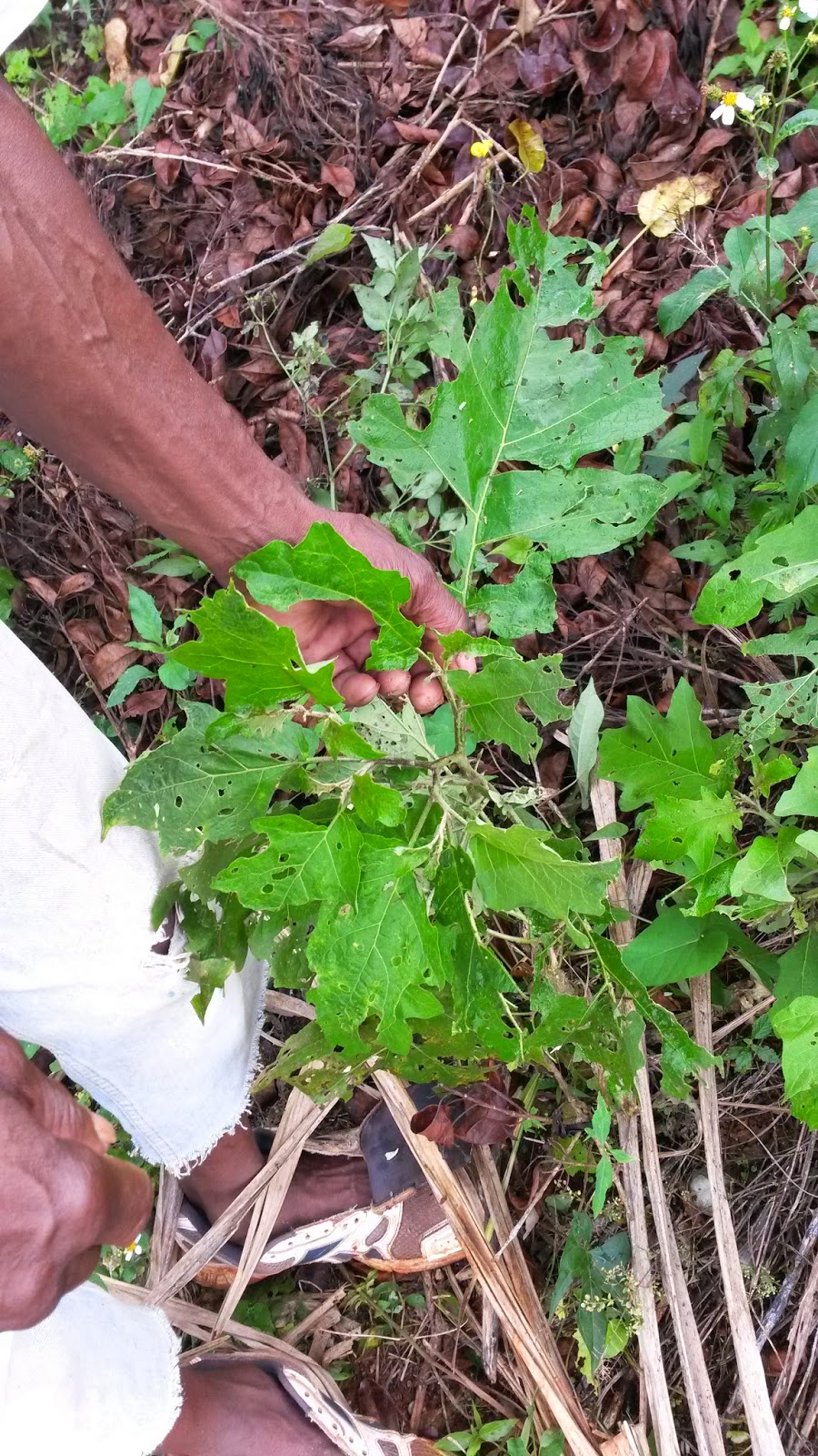 Jamaican Natural Goodies