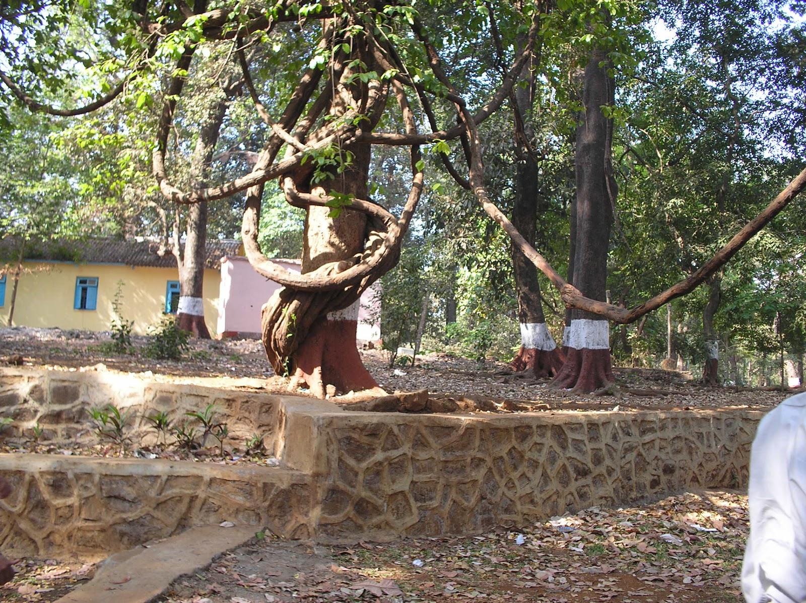 Spice of Life!: Bark of the matter