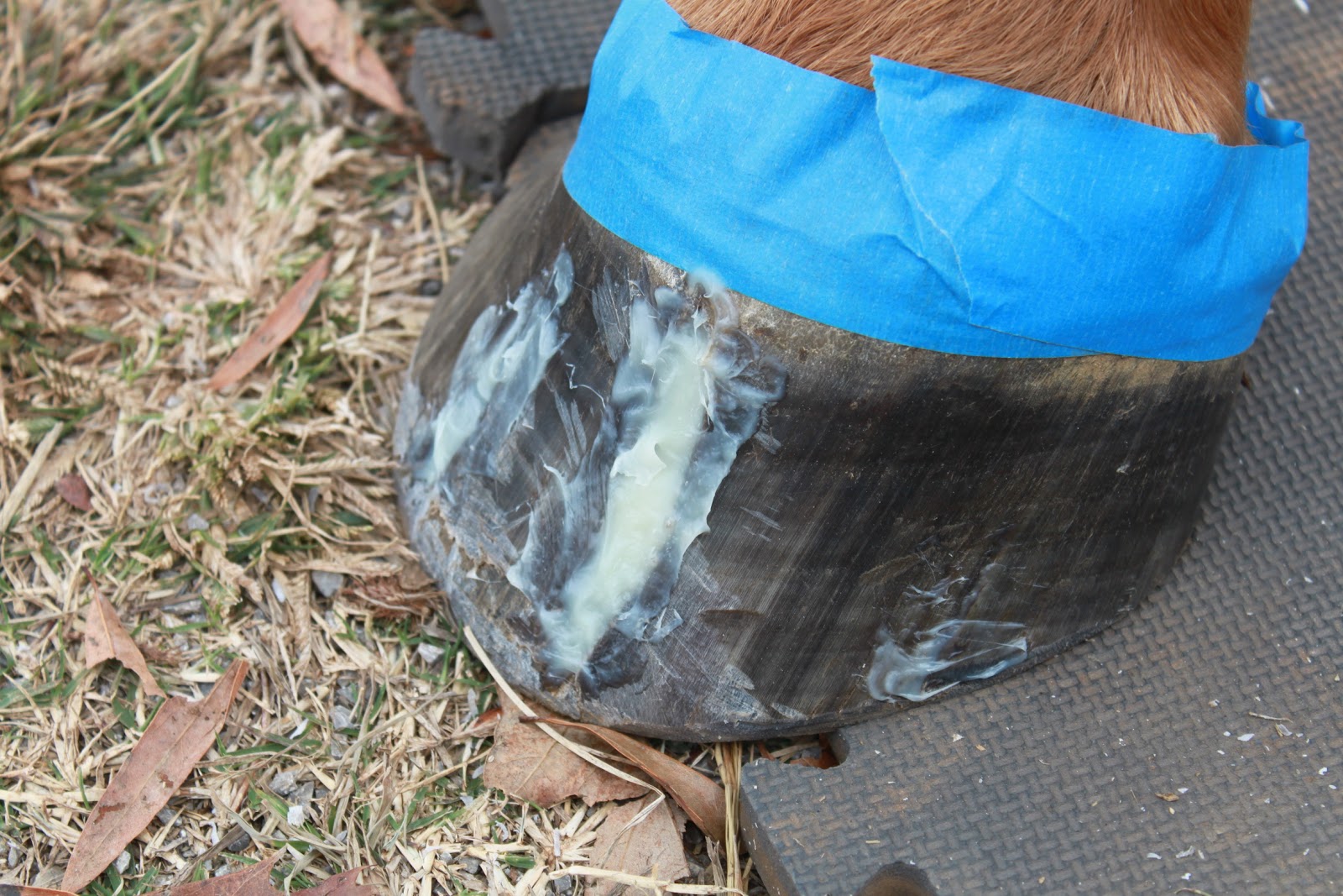 Springstone Horses: Repairing Hoof Cracks