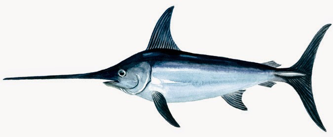 Albacora ~ EL SAUCE seafood