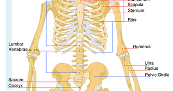 Materiale didactice de 10(zece): Sistemul osos uman