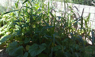 Southwest Victory Gardens: Growing Corn in the Desert Southwest