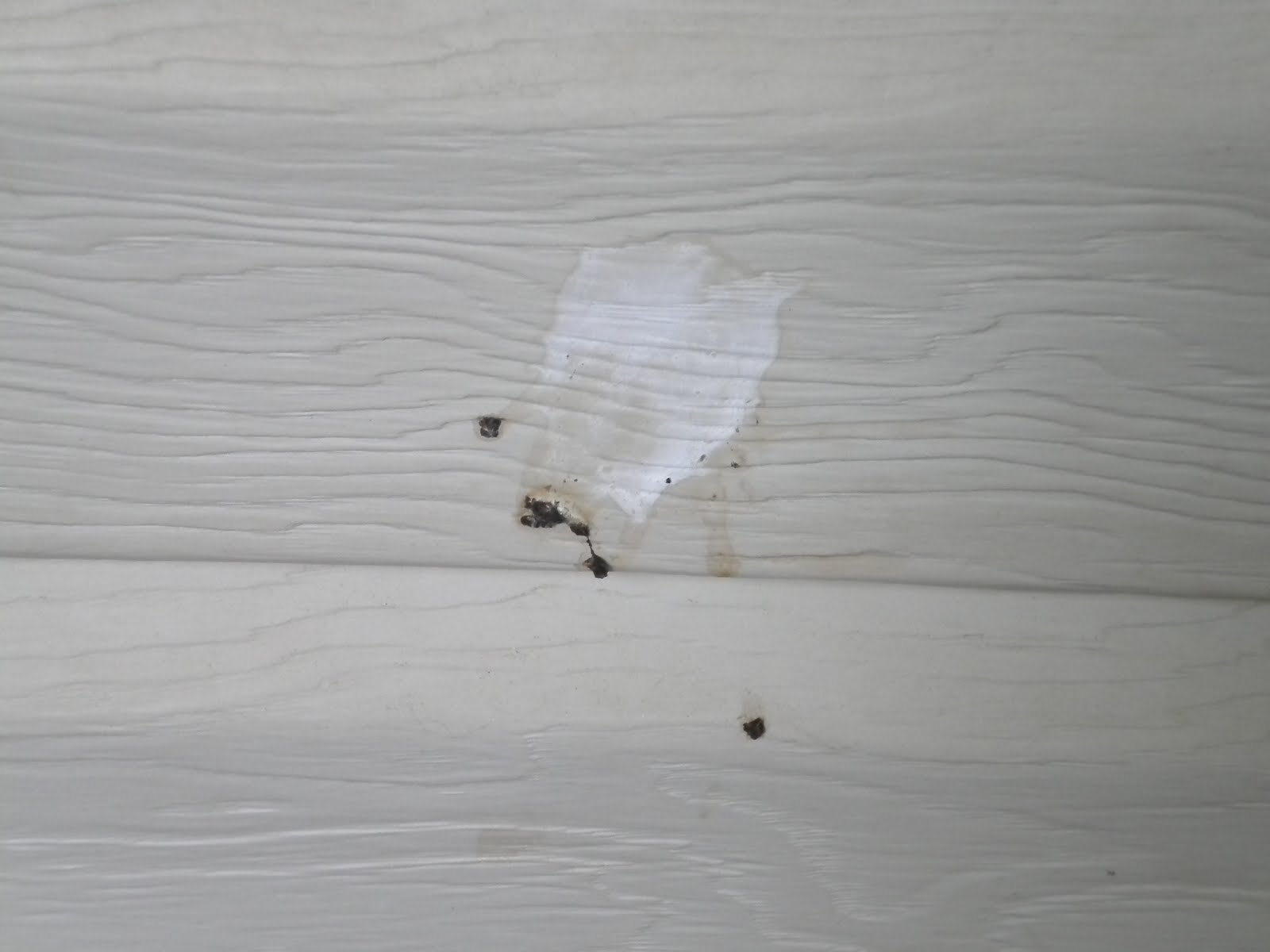 Elizabeth Poole: How? Warning: This Post Contains Bird Poop