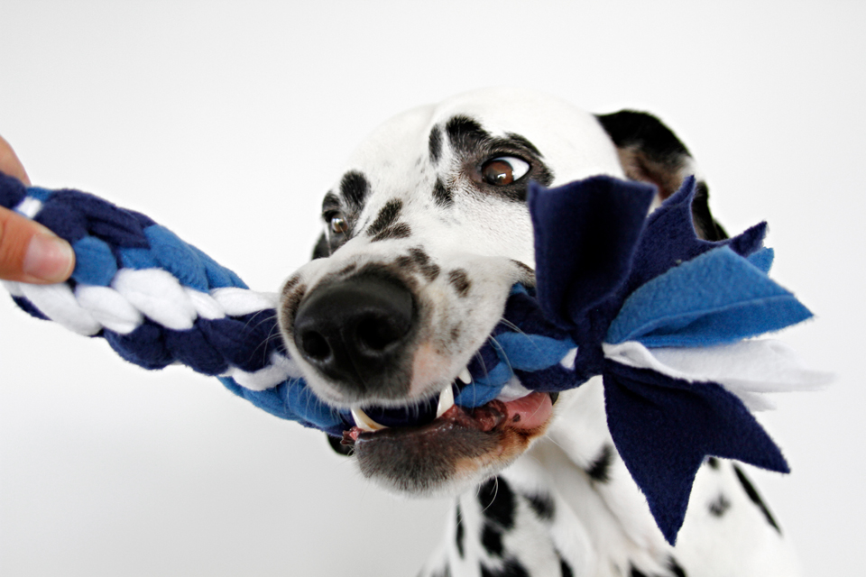 Dalmatian DIY DIY Blue And White Hanukkah Spiral Fleece Dog Tug Toy dalmatian-diy-diy-blue-and-white-hanukkah-spiral-fleece-dog-tug-toy