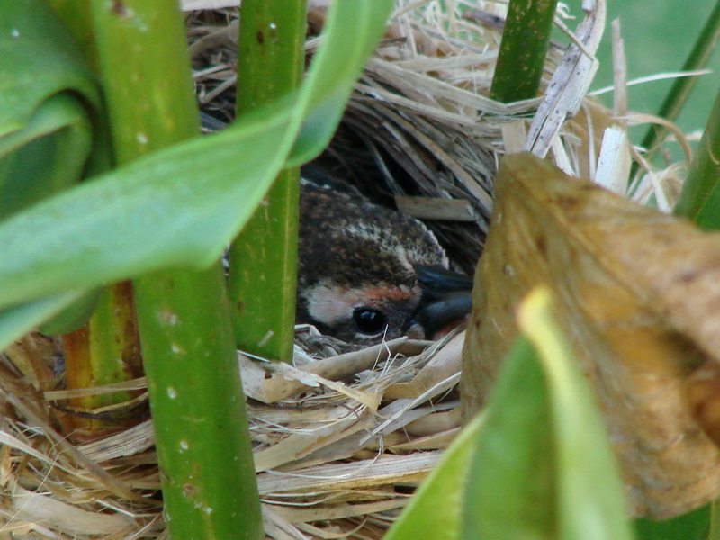 Birding Is Fun!: “Conk-a-reeeee!” - Sign of Spring