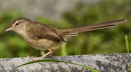 Pesona Kicauan Burung Ciblek/Prenjak Gunung ~ Gembala News