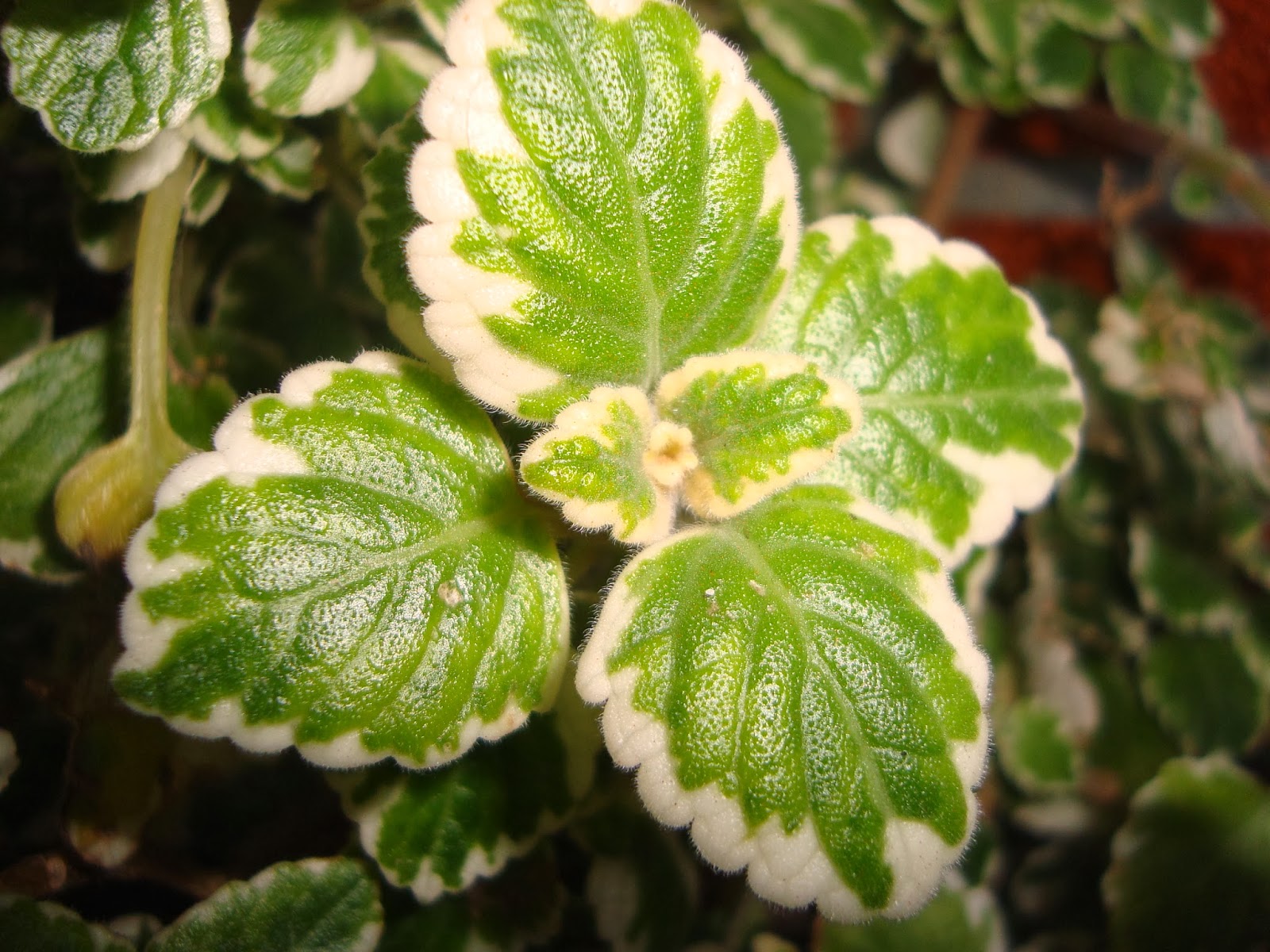 OLOR A INCIENSO ( Plectranthus coleoides variegata ) - El Jardín de Elbe