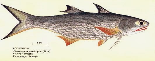 D.I.Y Restaurant Food: Chinese Steamed Fish (Senangin / Four-Fingered ...