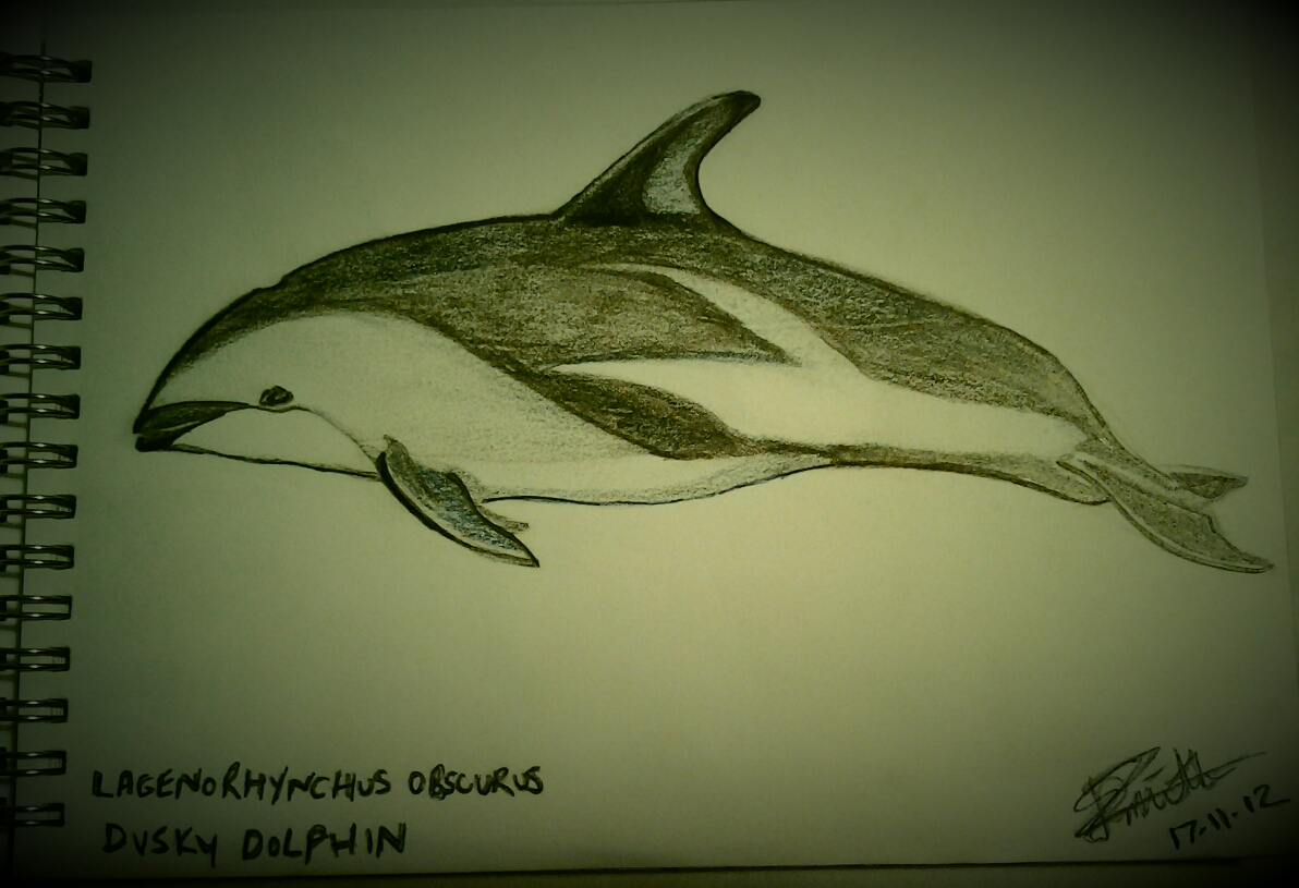 Dusky Dolphin Drawing