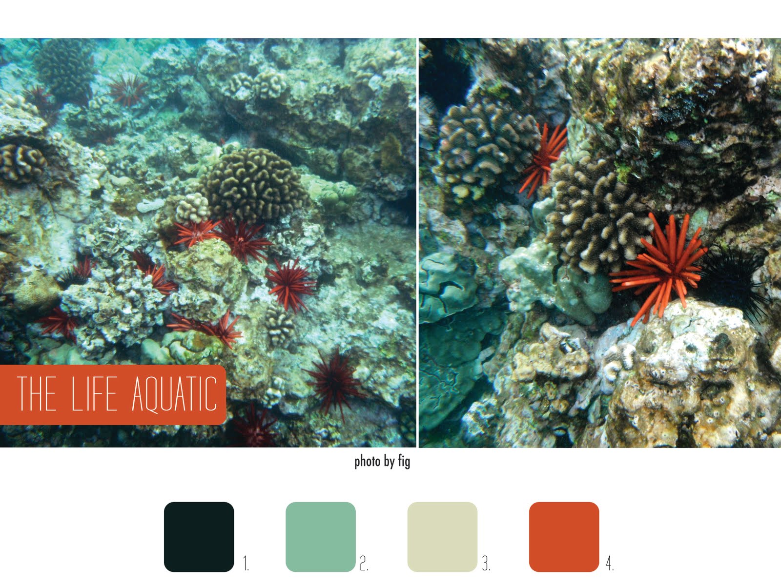 Fig Studio Architecture + Interiors: Illuminate Color: The Life Aquatic