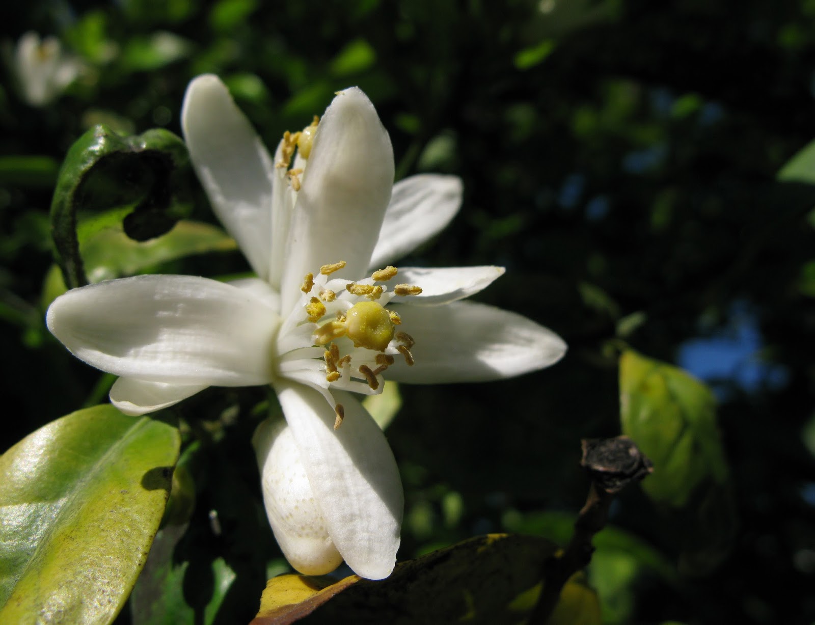 Flores y Palabras: Flor de Azahar