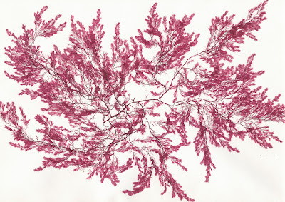 Mick's marine biology: Ben Otten (1923-2012): instigator of my love for ...