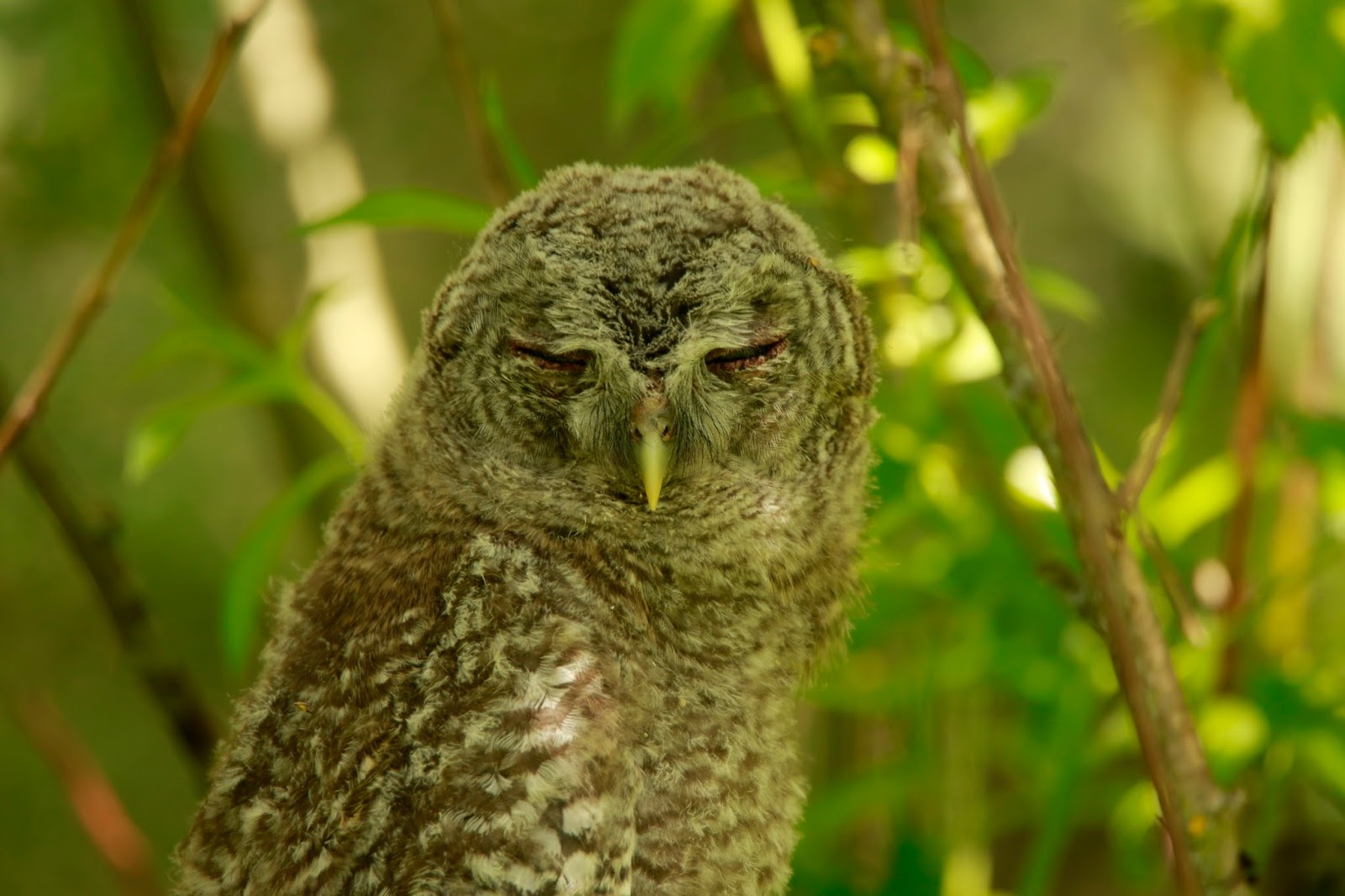 NATURAMETEO, majulada: Cárabo común ( strix aluco )