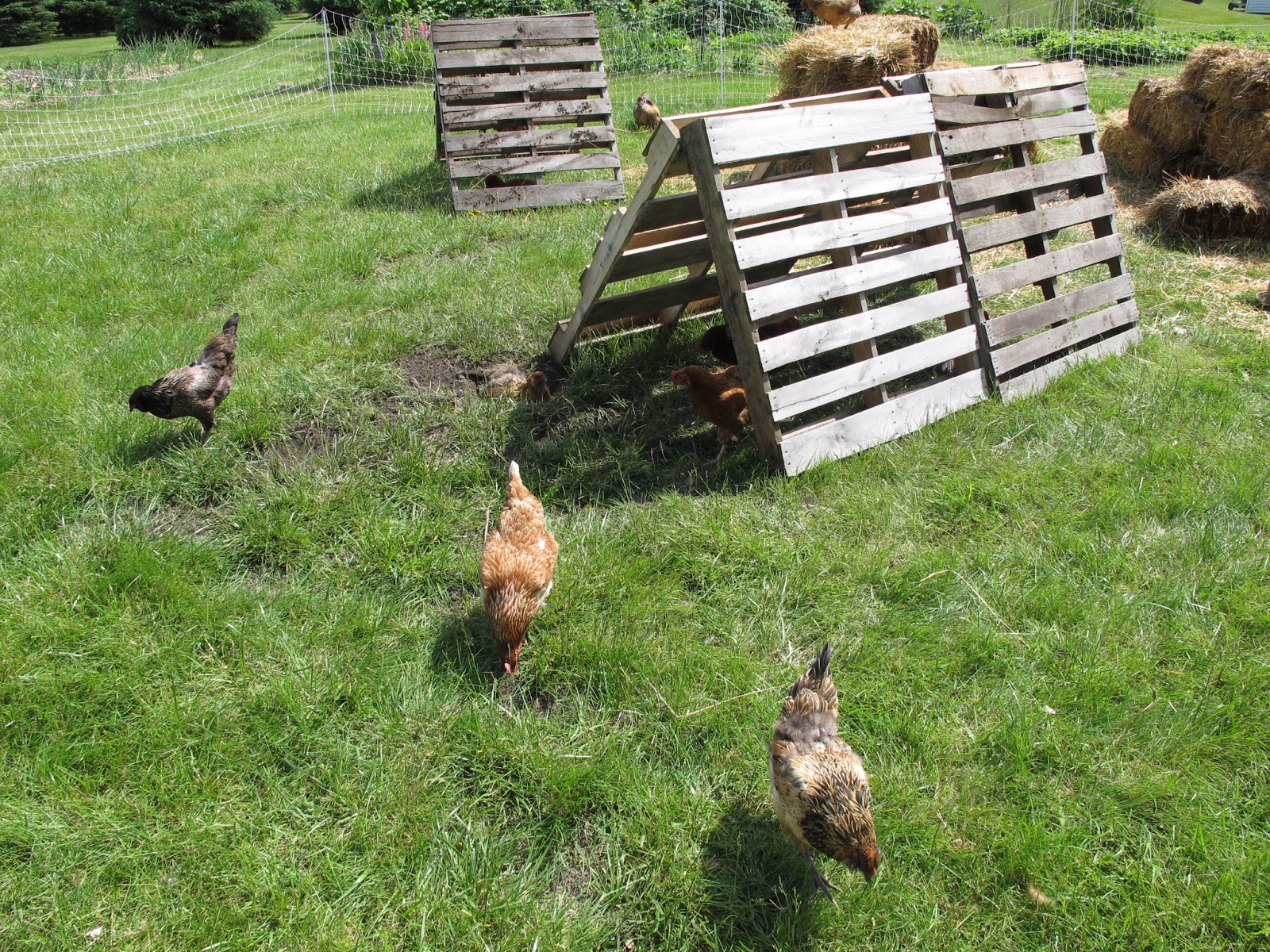 Joe's Garden Journal: Food Forest/Chicken Paddock Update 6/11/13