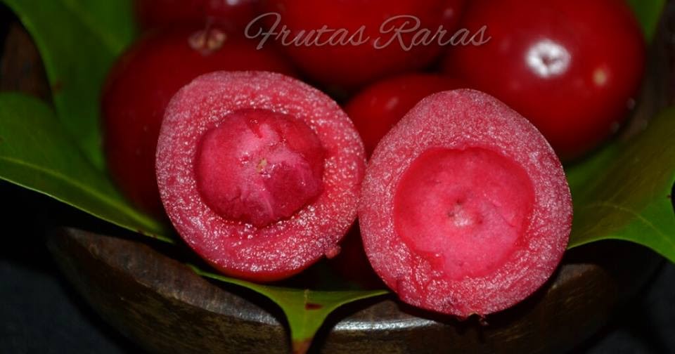 Eugenia patrisii - Ubaia-rubi-da-Amazônia