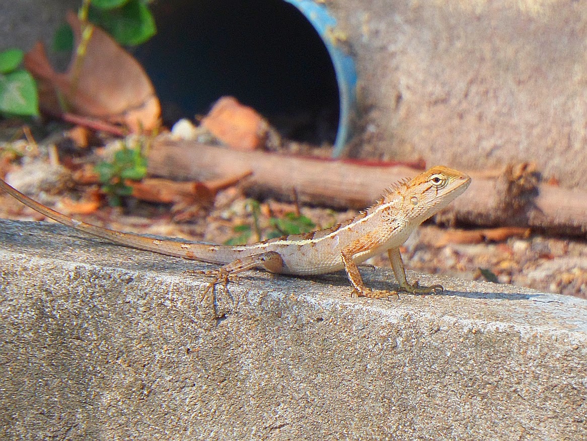 Paul Globe Trotting Holmes: ALBUM - Lizards Galore, Sihanoukville ...