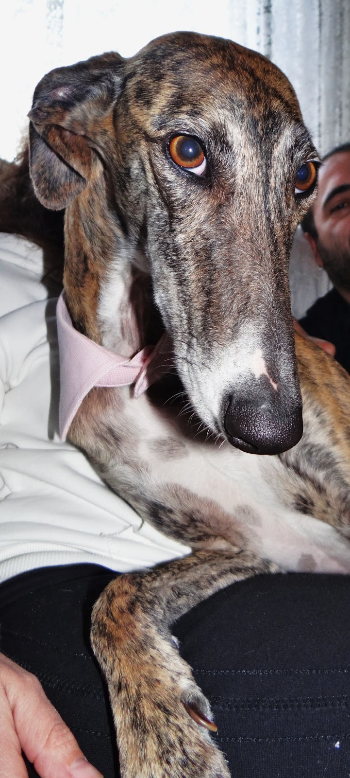 María de la O: Los perros más guapos del mundo