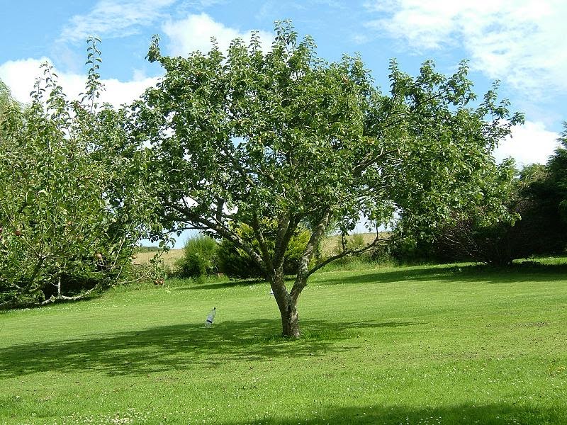 Trees Planet: Malus domestica - Apple