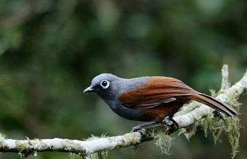 Kicaun Burung poksay Di Kalimantan - Budgie Bird
