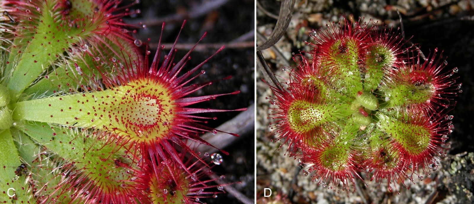 Species New to Science: [Botany • 2018] Drosera xerophila (Droseraceae ...
