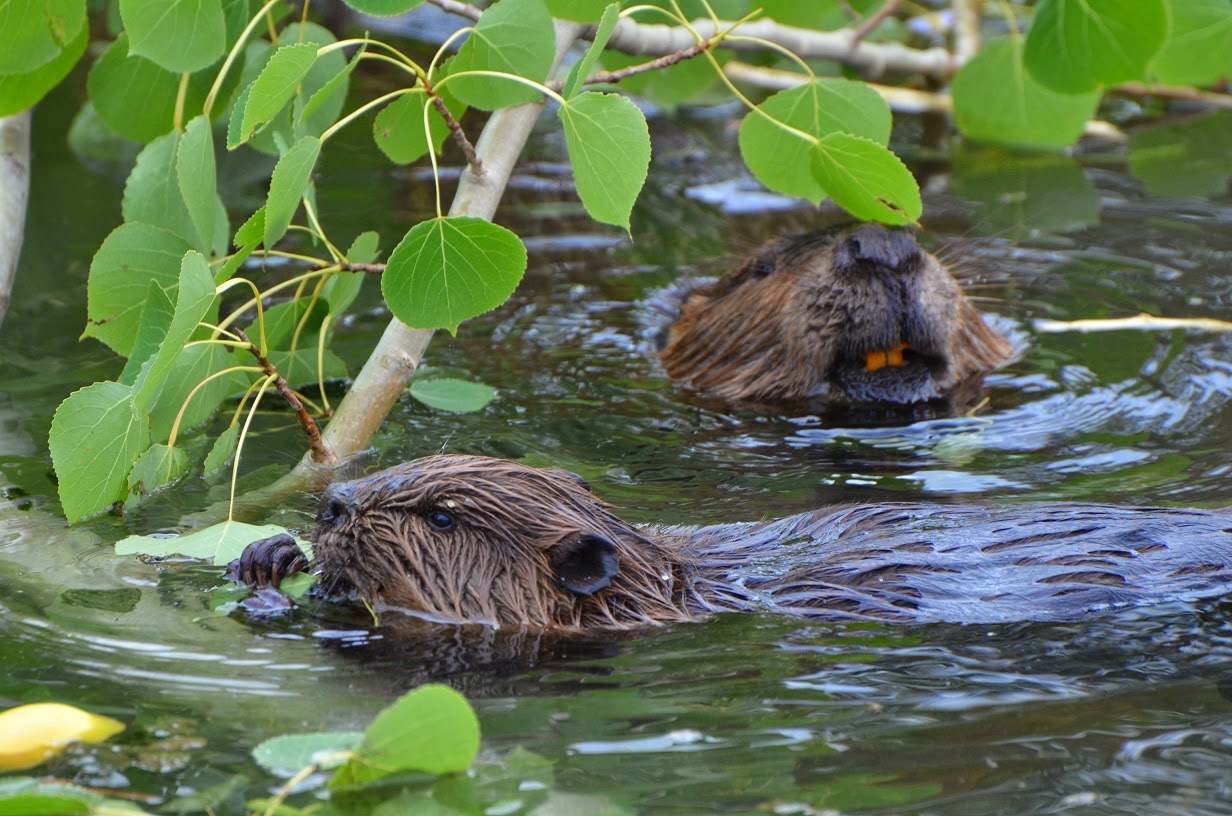 Tales From The Wilds: The Beavers Prep for Winter