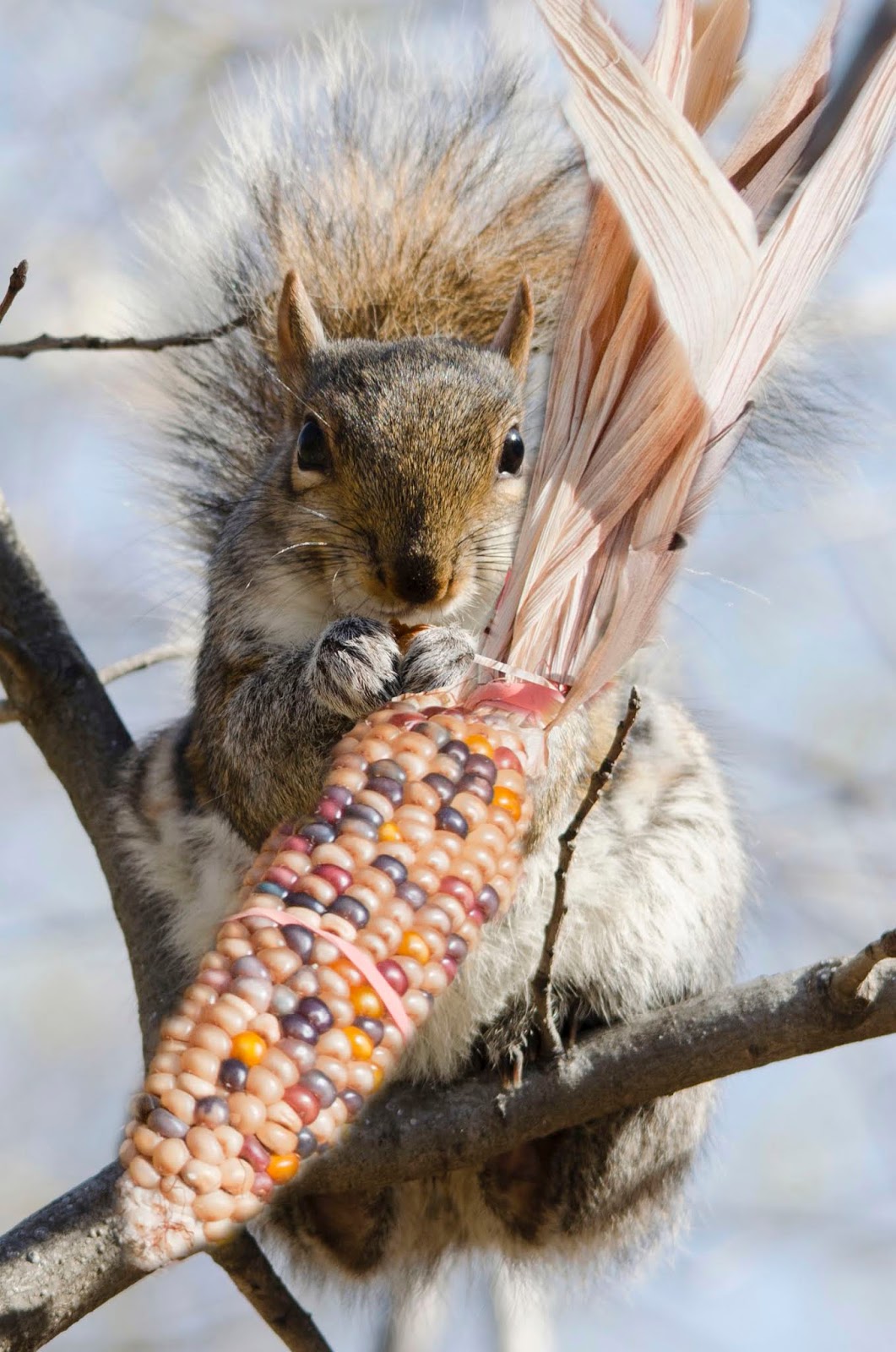 Urban Wildlife Guide: Squirrel Holiday