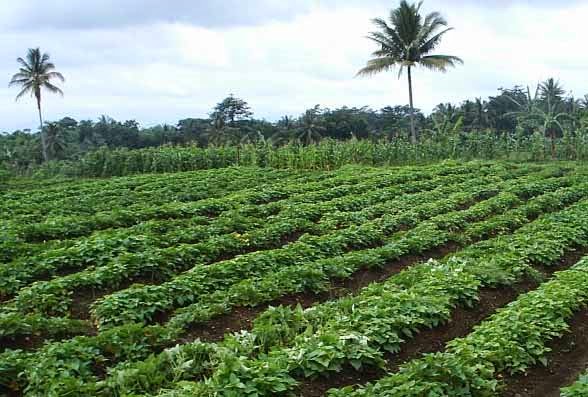 CARA PERAWATAN TANAMAN UBI JALAR