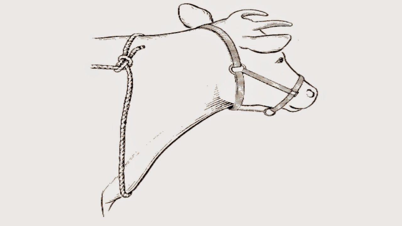 SARUEDI SIMAMORA: RESTRAIN DAN CASTING PADA SAPI