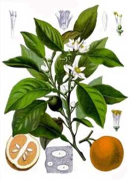 Klasifikasi Citrus sp (Jeruk):ruang kita