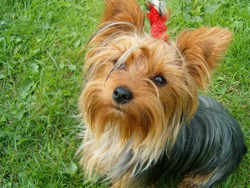Animal Photo: Yorkshire Terrier Dog