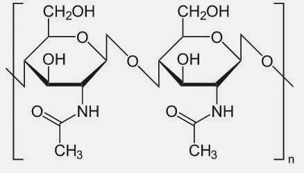 La quitina no es una proteína