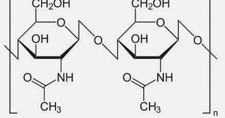 La quitina no es una proteína
