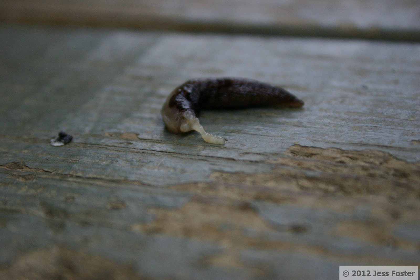 Sluggin' Along: Infected Slugs: Case #5