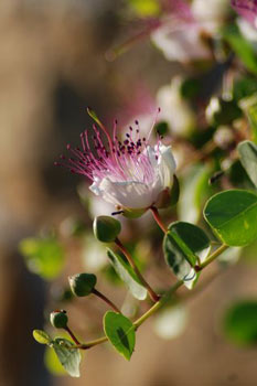 incucinacongioia: IL CUCUNCIO ... ALLA SCOPERTA DELLE ISOLE EOLIE!