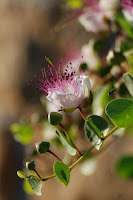incucinacongioia: IL CUCUNCIO ... ALLA SCOPERTA DELLE ISOLE EOLIE!