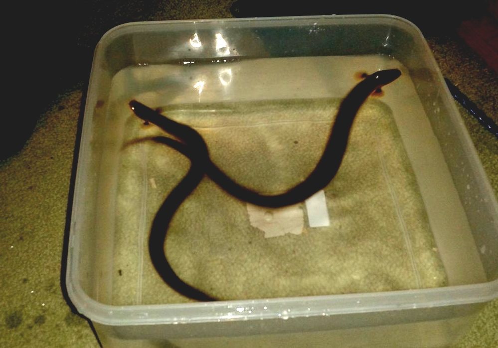 Reedfish - Rope Fish