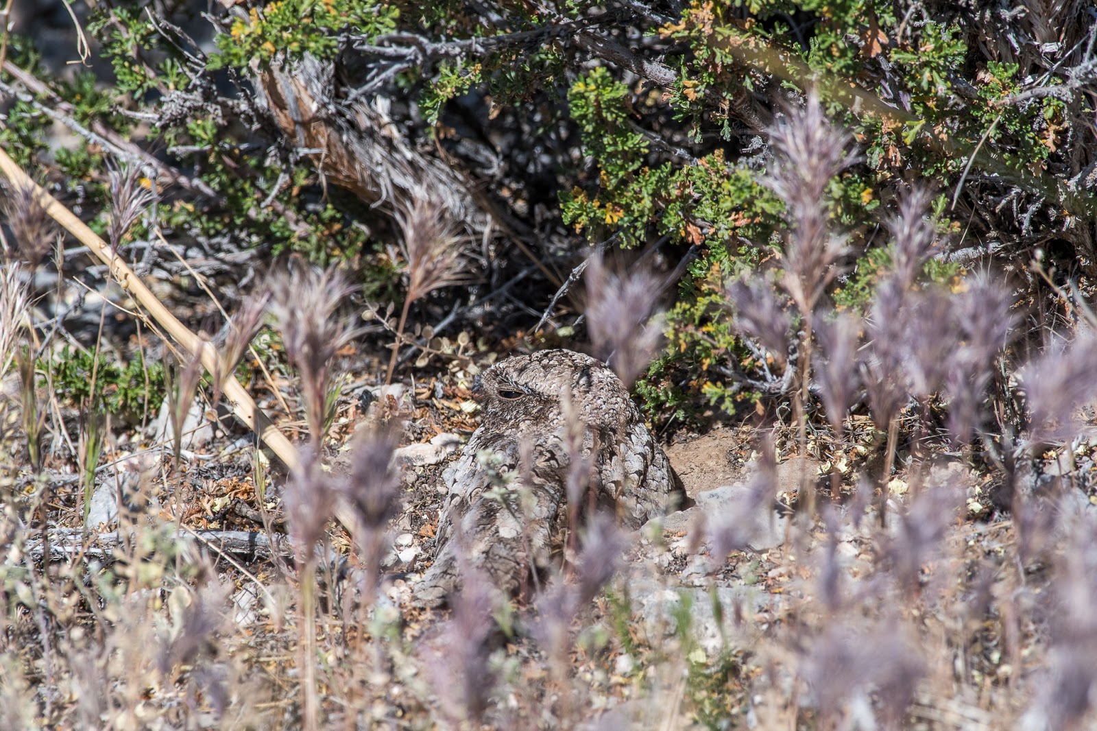NeoVista Birds and Wildlife: Monitoring a Common Poorwill Nest Site