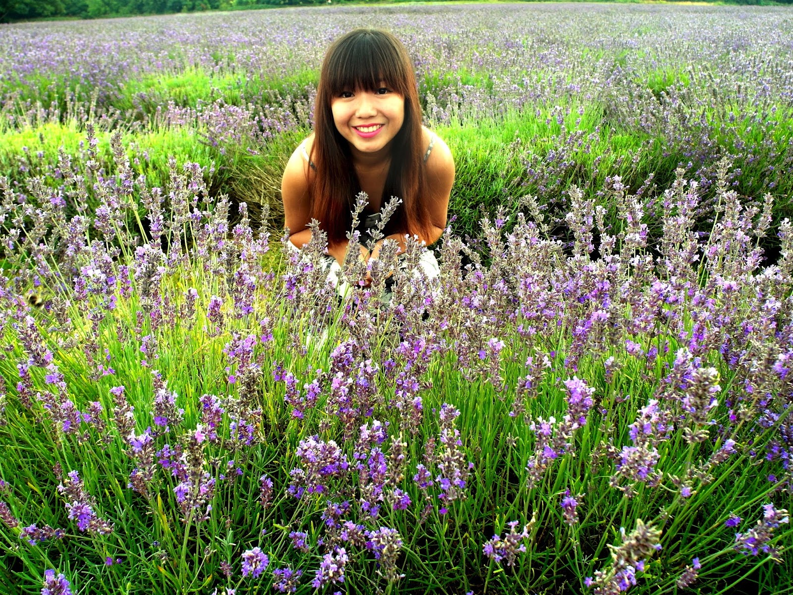 Mayfield Lavender Farm, Croydon | Lynette