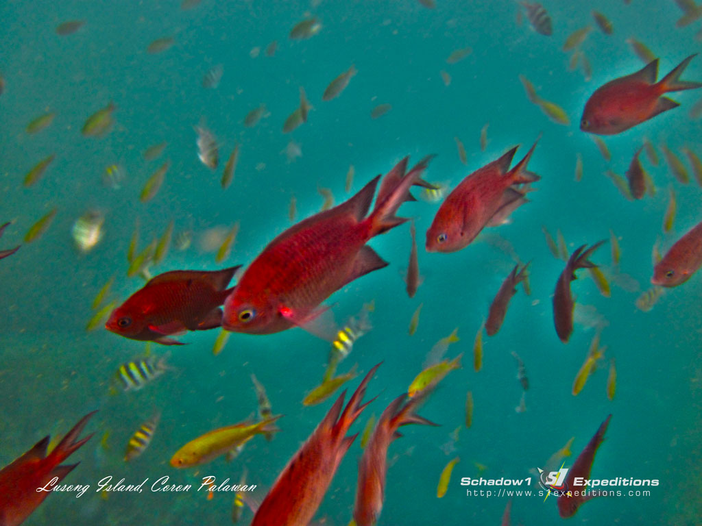 Lusong Island - Coron Palawan's wealth of underwater species for divers ...