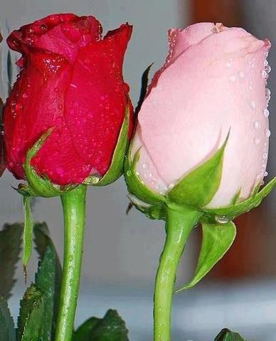 ksherajat: Photo - Gulab ka Phool