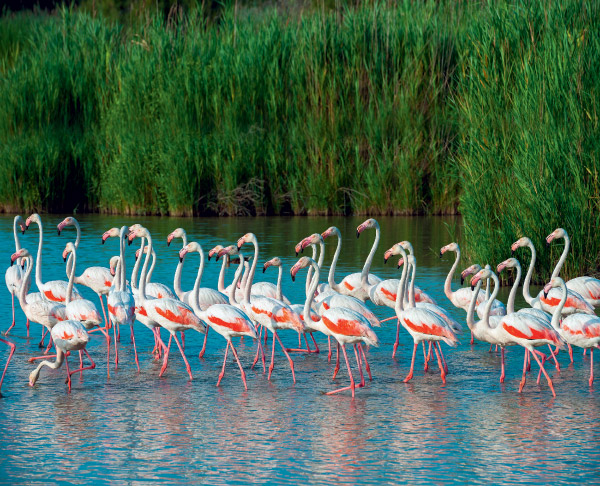 Greece-Travel-Fun: BIRD WATCHING