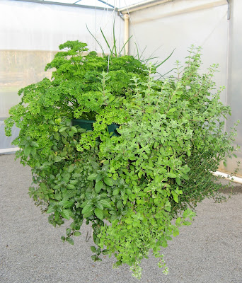 bloommaster: Step By Step Planting Guide